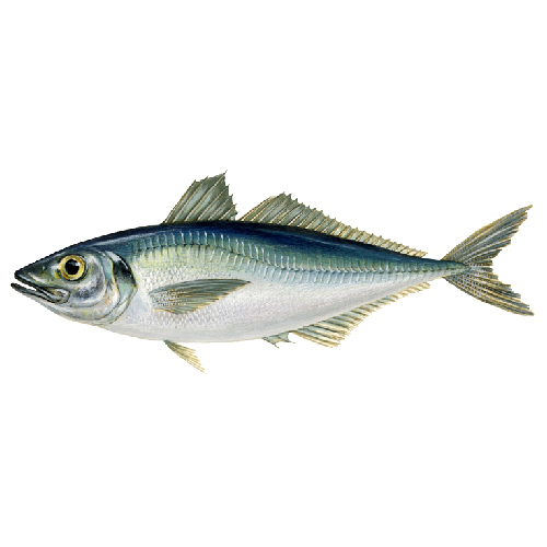 Carton Poisson Chinchard HM HODAGO (20+/30Kg) – eMart.cd